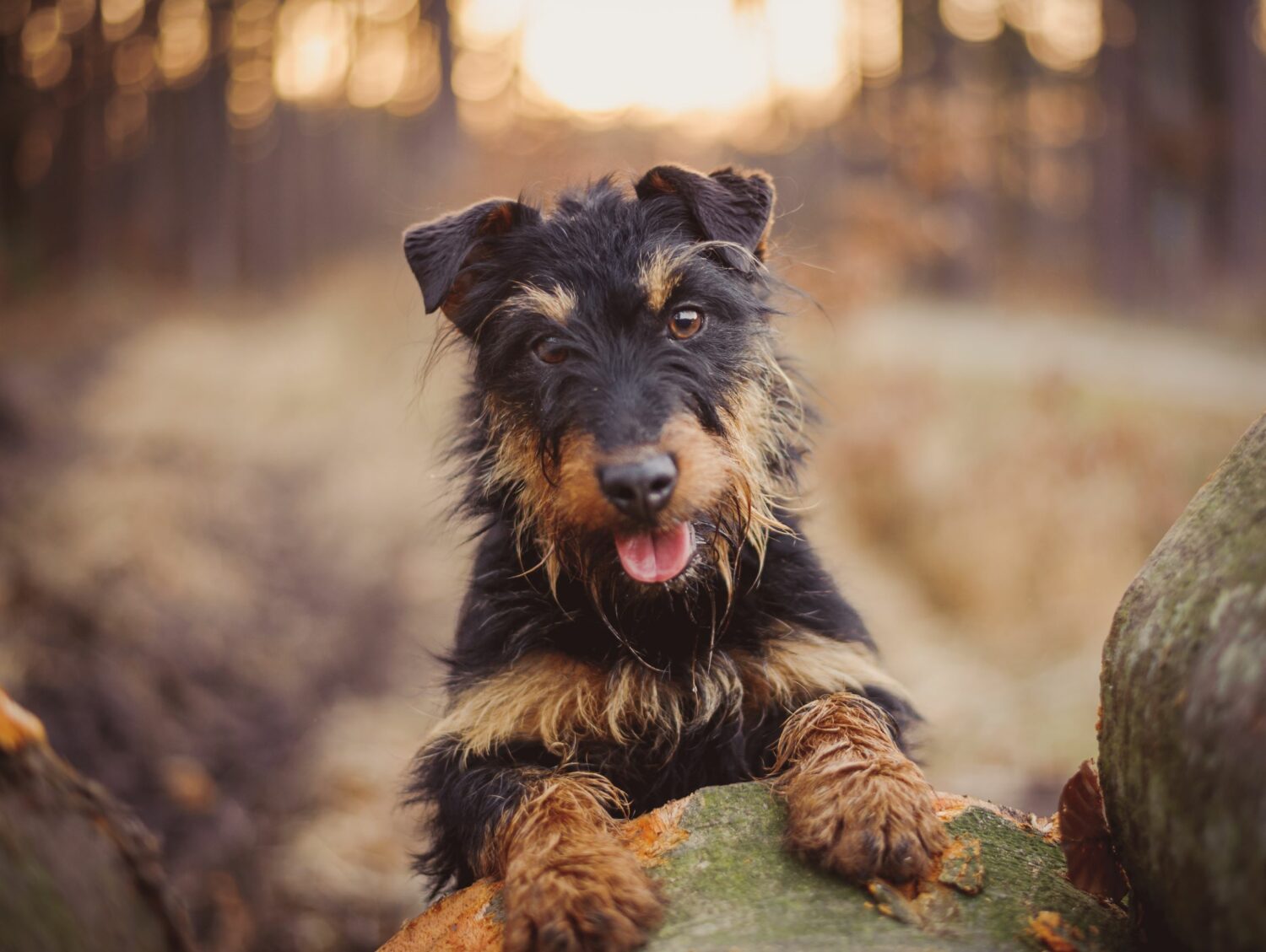 Deutscher Jagdterrier - Steckbrief, Charakter, Wesen und Haltung