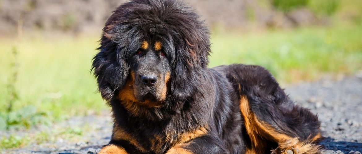 Do Khyi/Tibetdogge - Steckbrief, Charakter, Wesen und Haltung