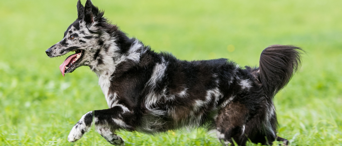 Mudi im Rassenportrait | edogs Magazin - Alles rund um den Hund