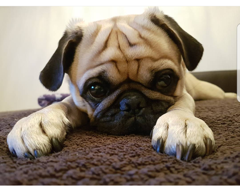 Mops im Rasseportrait | edogs