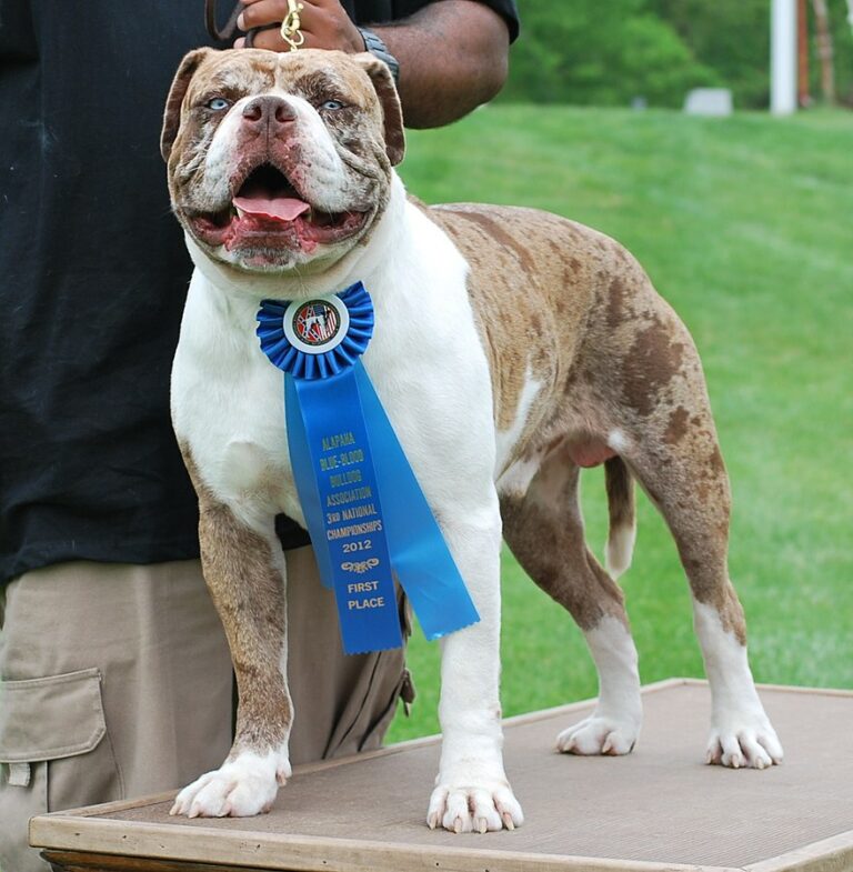Alapaha Blue Blood Bulldog - Steckbrief, Charakter, Wesen & Haltung