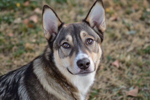 Pitsky: Husky-Pitbull-Mix im Portrait I edogs Magazin