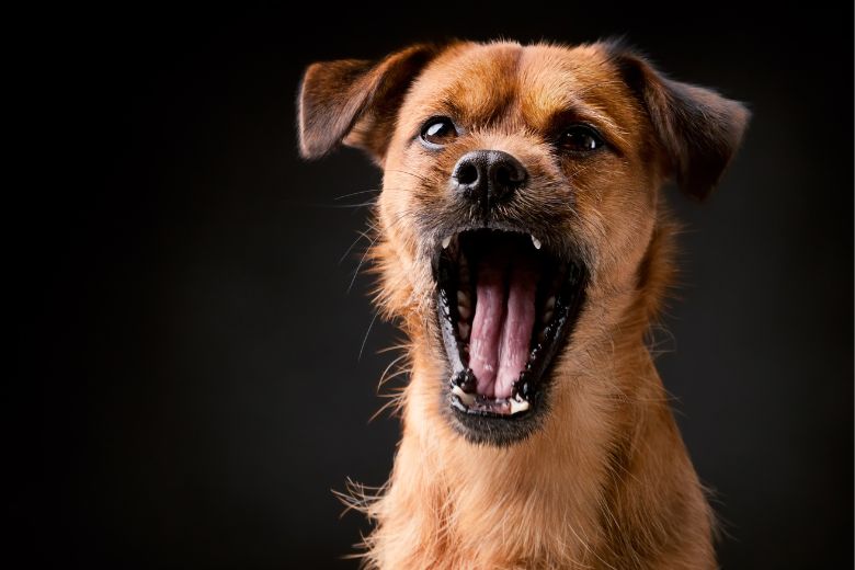 Angst vor Hunden - das kannst Du dagegen tun! I edogs Magazin