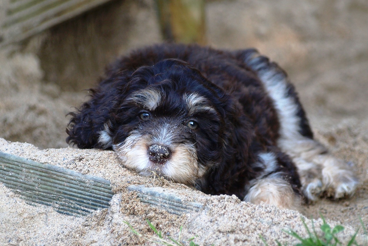 Aussiedoodle - Steckbrief, Charakter, Wesen und Haltung