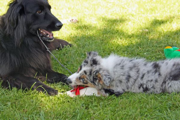 Australian Retriever im Portrait | edogs Magazin