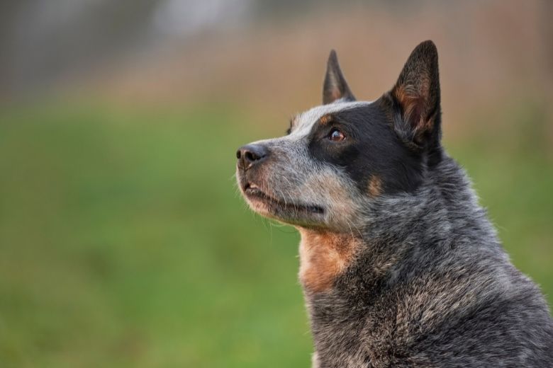 Australische Hunderassen von A bis Z | edogs Magazin