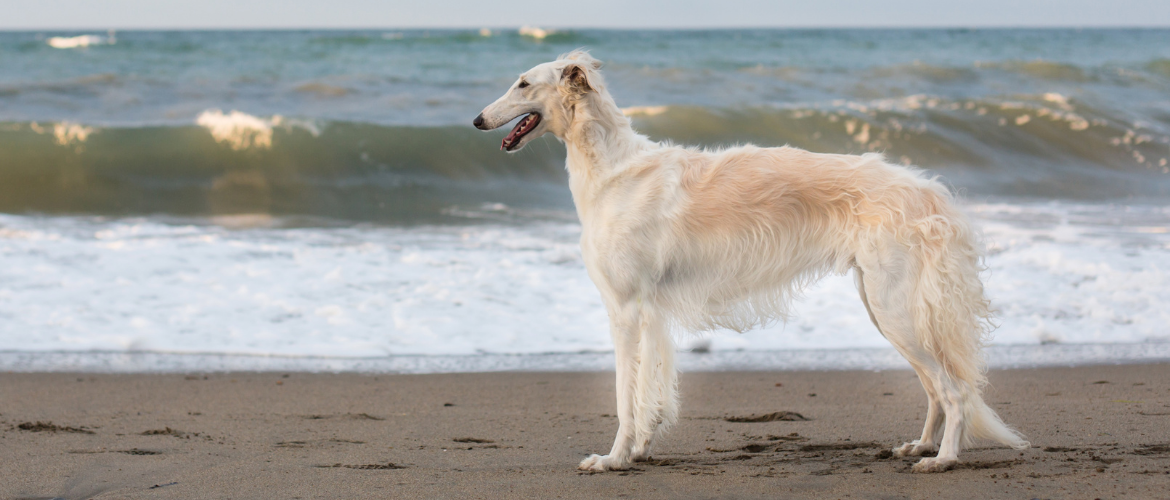 Barsoi - Steckbrief, Charakter, Wesen und Haltung