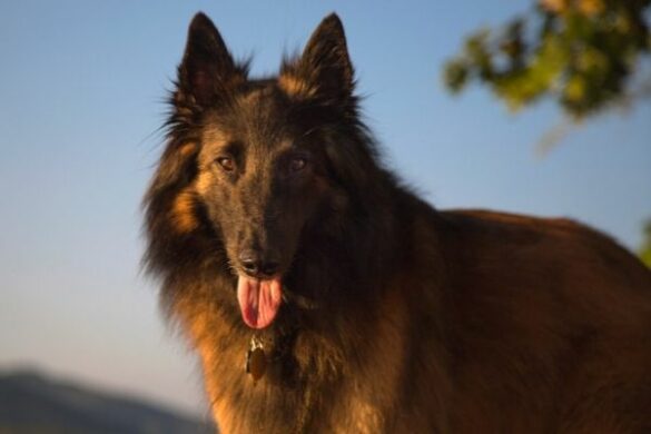 Windhunde Rassen von A bis Z mit Bildern | edogs Magazin