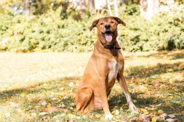 Boxador: Boxer-Labrador-Mix im Portrait - edogs
