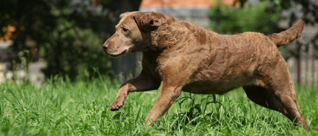 Labrador Retriever - Steckbrief, Charakter, Wesen und Haltung