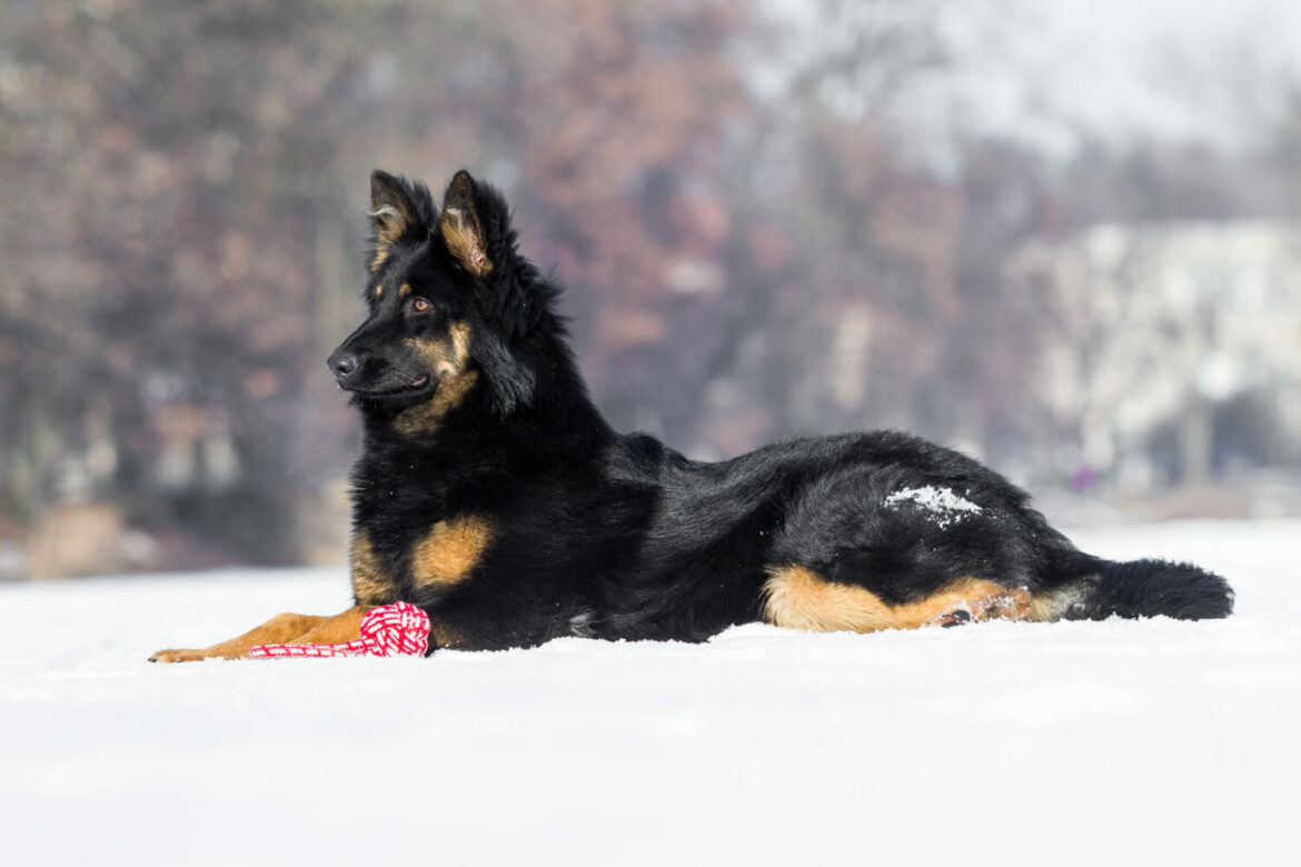Chodsky Pes: Steckbrief, Charakter, Wesen & Haltung - edogs
