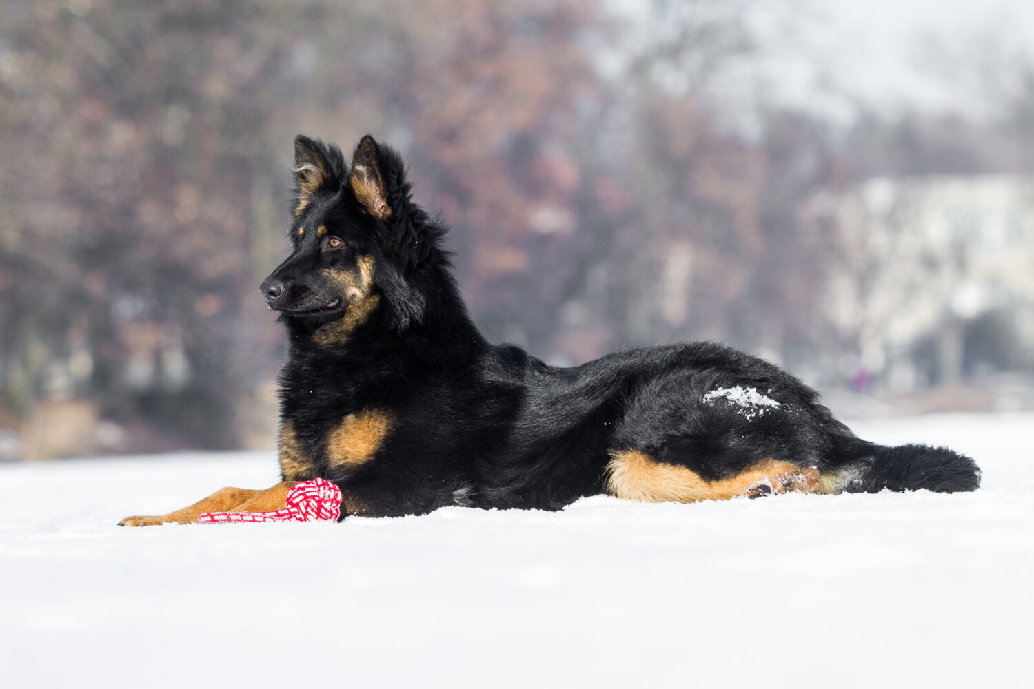 Chodsky Pes: Steckbrief, Charakter, Wesen & Haltung - edogs