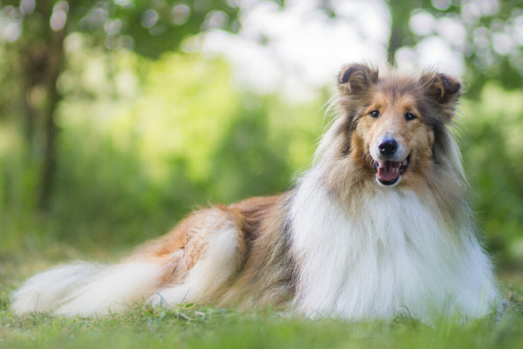 Bobtail - Steckbrief, Charakter, Wesen und Haltung