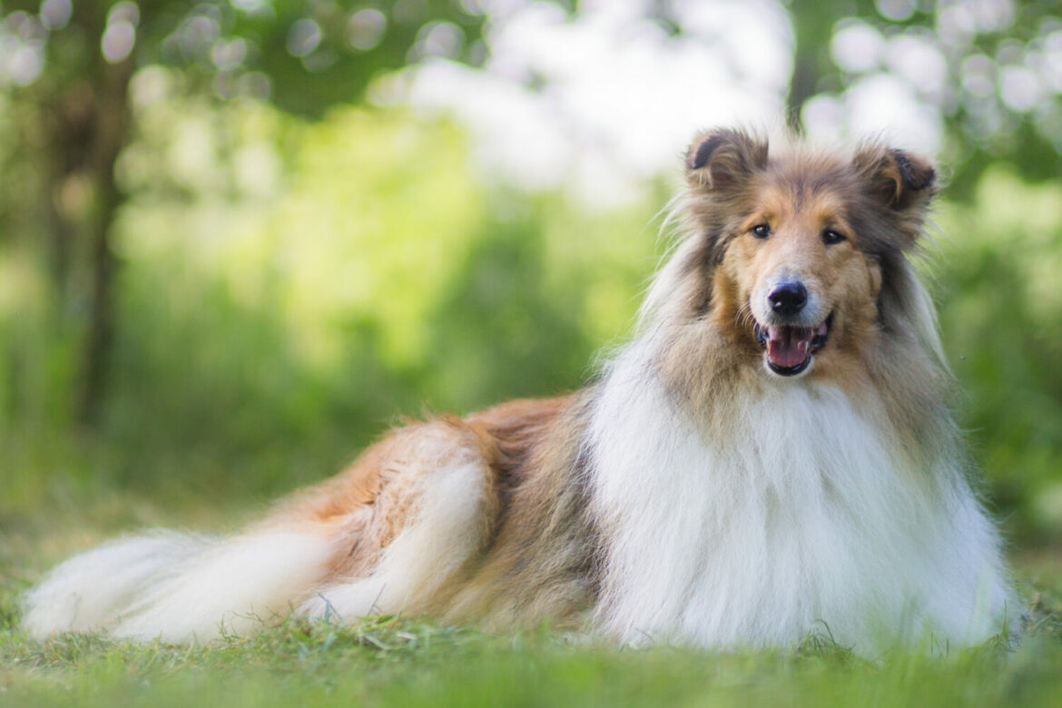 Border Collie - Steckbrief, Charakter, Wesen und Haltung