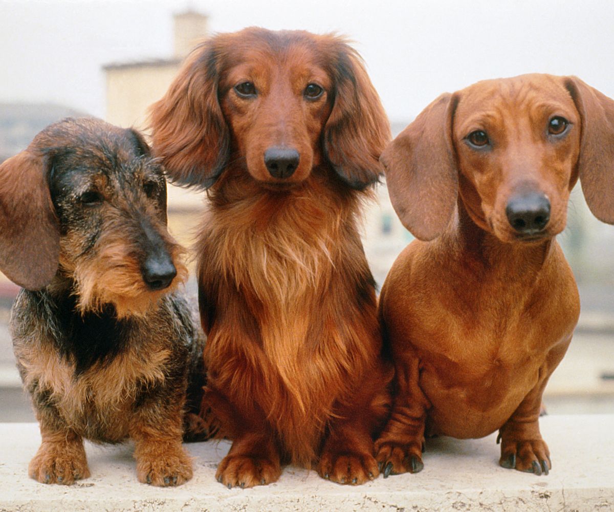 Kosten für einen Dackel I edogs Magazin