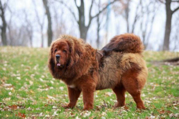 Berühmte Hunde: Top 7, Helden und Filmhunde | edogs Magazin