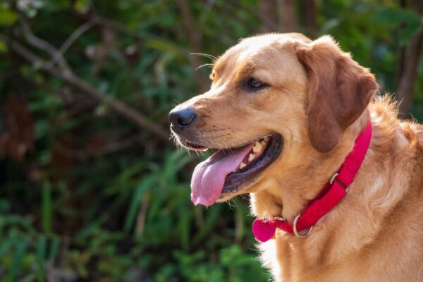 Goldador: Golden-Retriever-Labrador-Mix | edogs Magazin