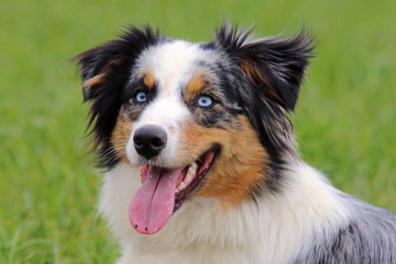 Australian Retriever im Portrait | edogs Magazin