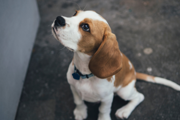 Beagle - Steckbrief, Charakter, Wesen und Haltung