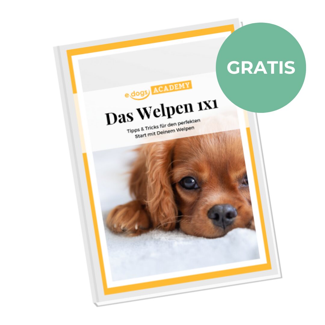 Welpen 1x1 - Ebook zur Welpenerziehung I edogs Magazin