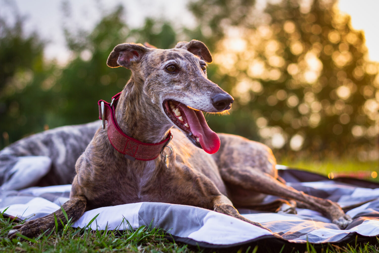Galgo Espa ol Steckbrief Charakter Wesen Und Haltung