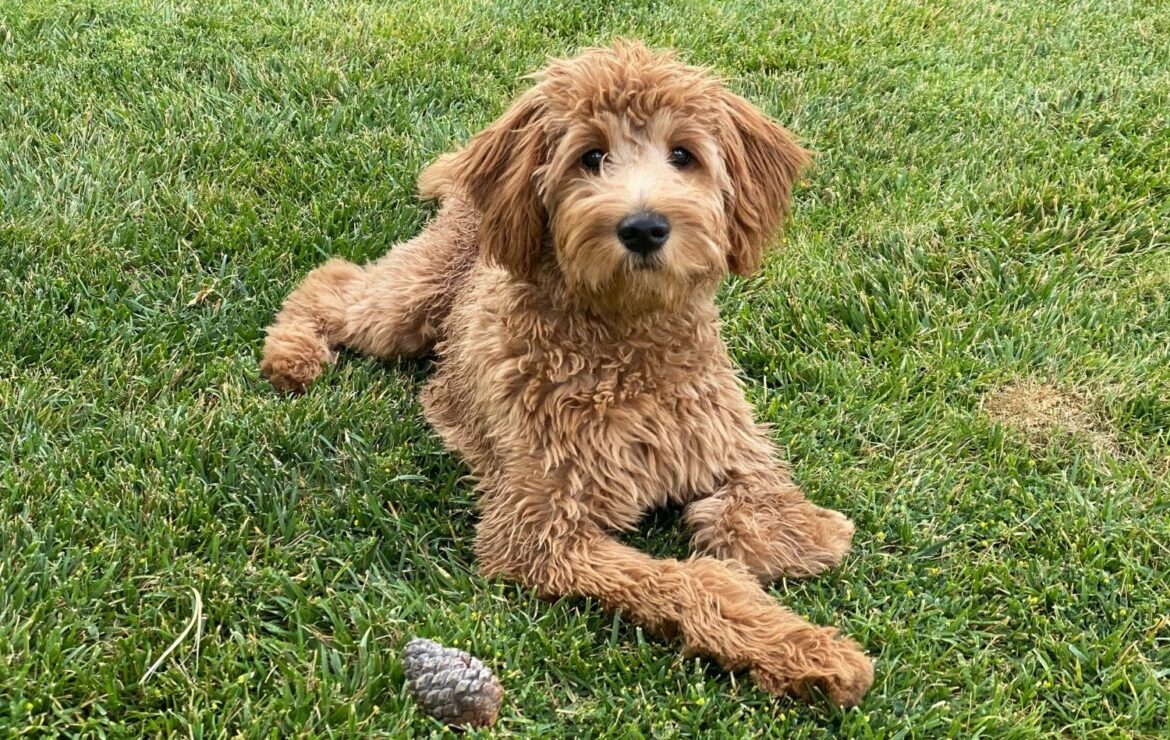 Goldendoodle - Steckbrief, Charakter, Wesen und Haltung Goldendoodle - Steckbrief, Charakter, Wesen und Haltung
