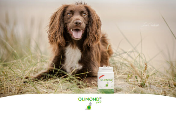 Darmflora beim Hund aufbauen I edogs Magazin