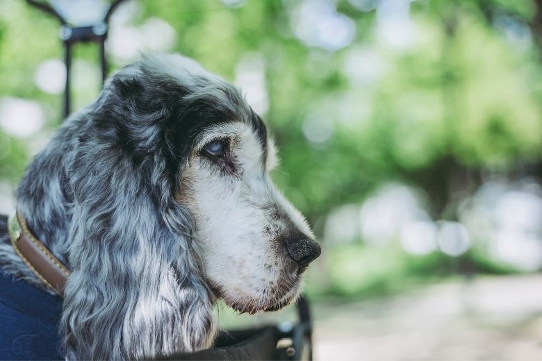 Grauer Star beim Hund - edogs