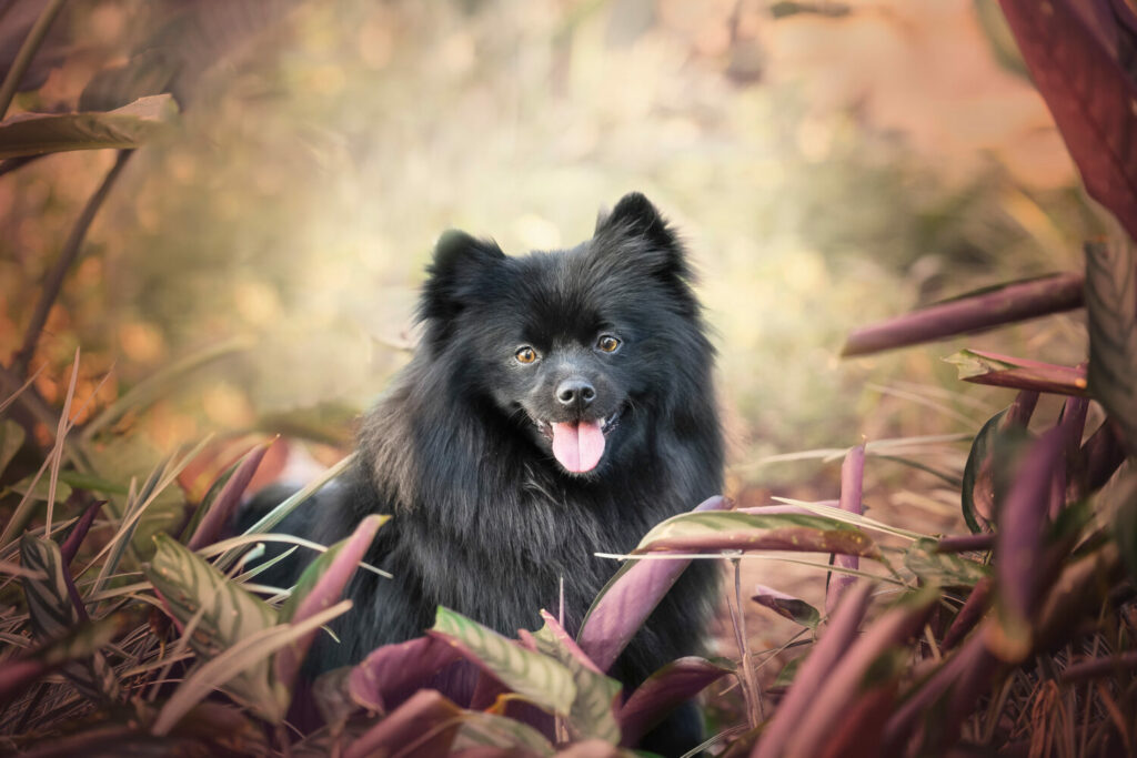 Großspitz - Steckbrief, Charakter, Wesen und Haltung