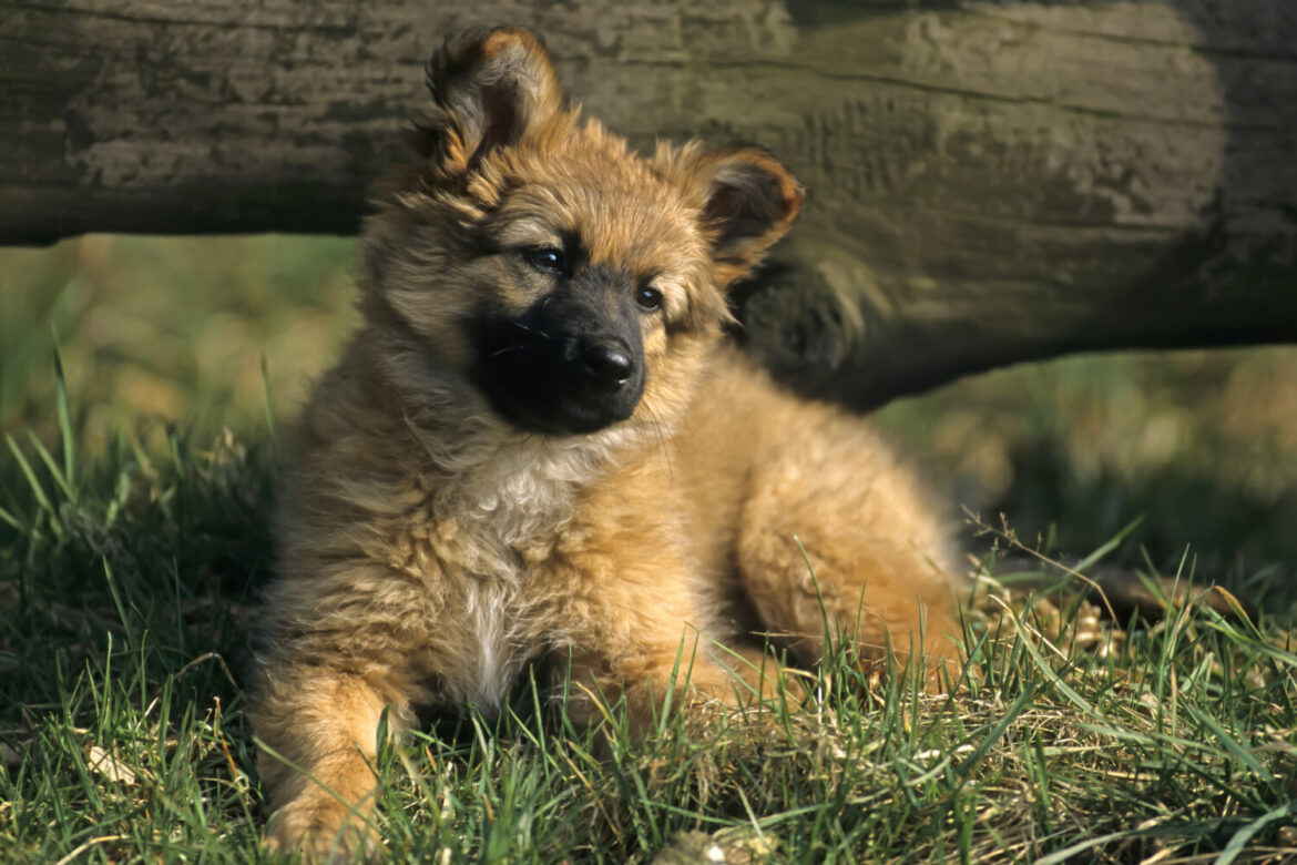 Harzer Fuchs 🐶 Steckbrief, Charakter, Wesen & Haltung