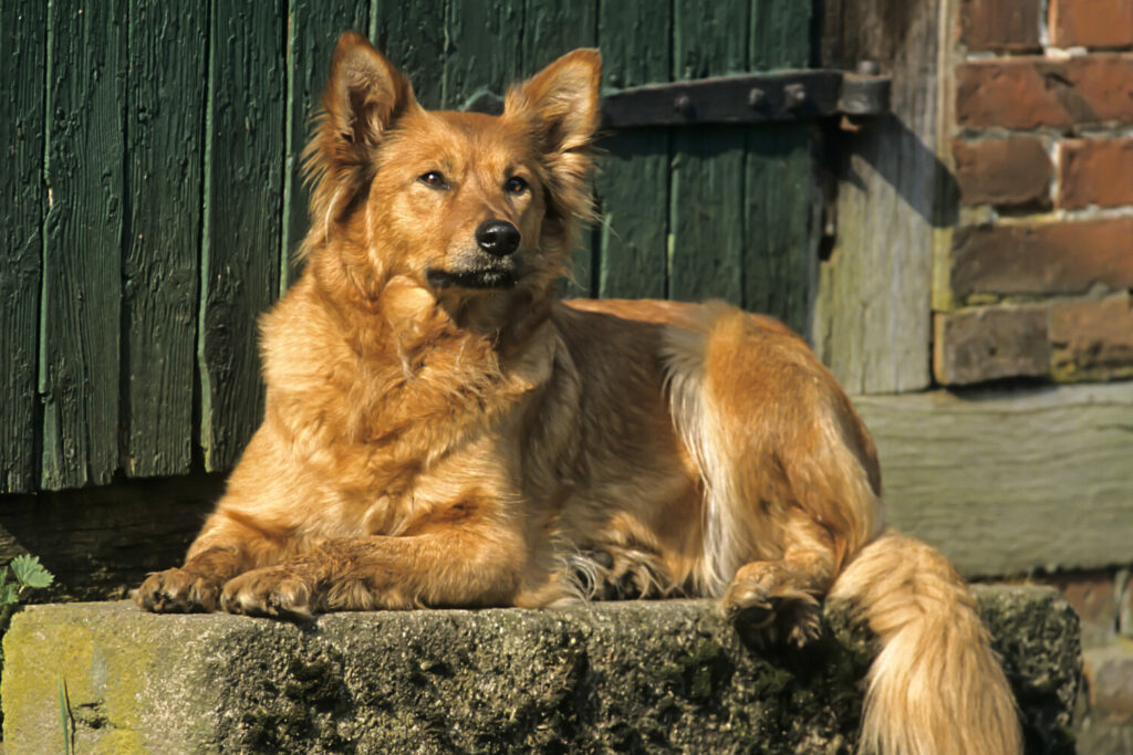 Harzer Fuchs 🐶 Steckbrief, Charakter, Wesen & Haltung