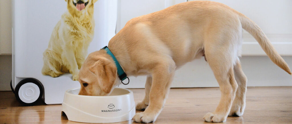 Welpenfutter: Das richtige Futter finden | edogs Magazin