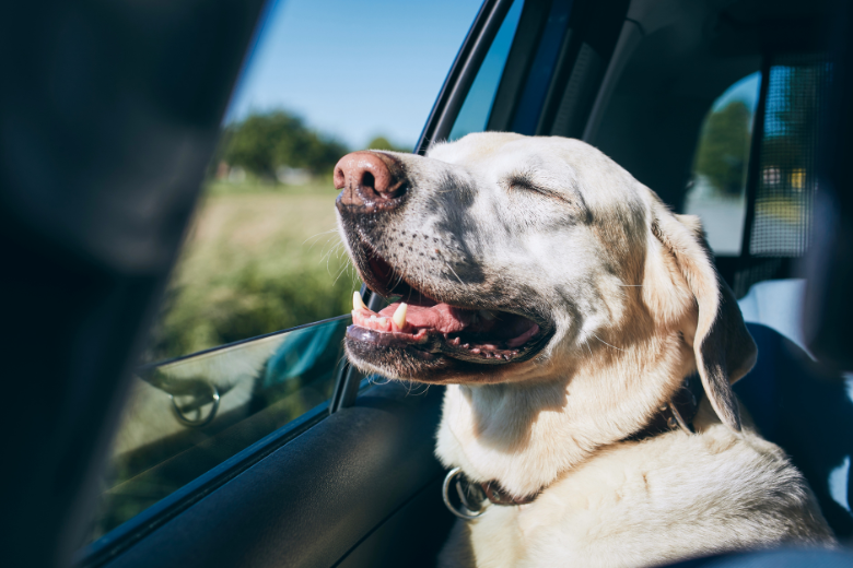 Hund im Auto lassen? Temperaturtabelle & Gesetz I edogs Magazin Hund im Auto lassen? Temperaturtabelle & Gesetz I edogs Magazin
