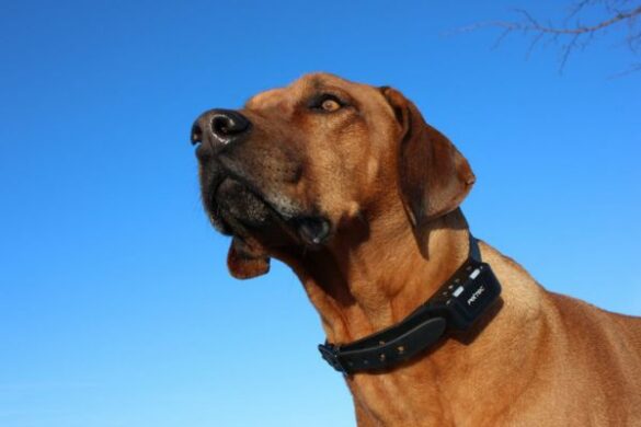Hund bellt, wenn er alleine ist: Das hilft! I edogs Magazin