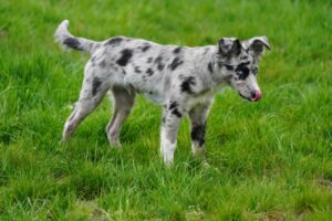 Dem Hund das Anspringen abgewöhnen I edogs Magazin