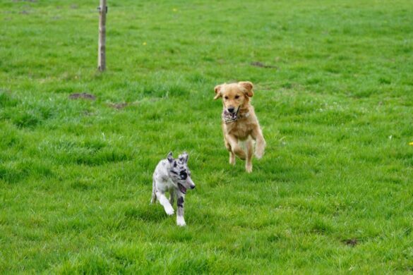 Fährtenarbeit mit dem Hund: So geht's richtig! | edogs Magazin