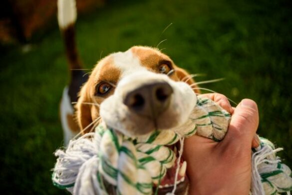 Hunde Spiele: Die Top 10 der besten Spiele I edogs Magazin