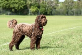 Labradoodle - Steckbrief, Charakter, Wesen & Haltungedogs