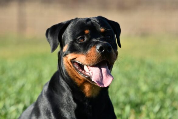 Rettungshunde Rassen von A bis Z mit Bildern | edogs Magazin