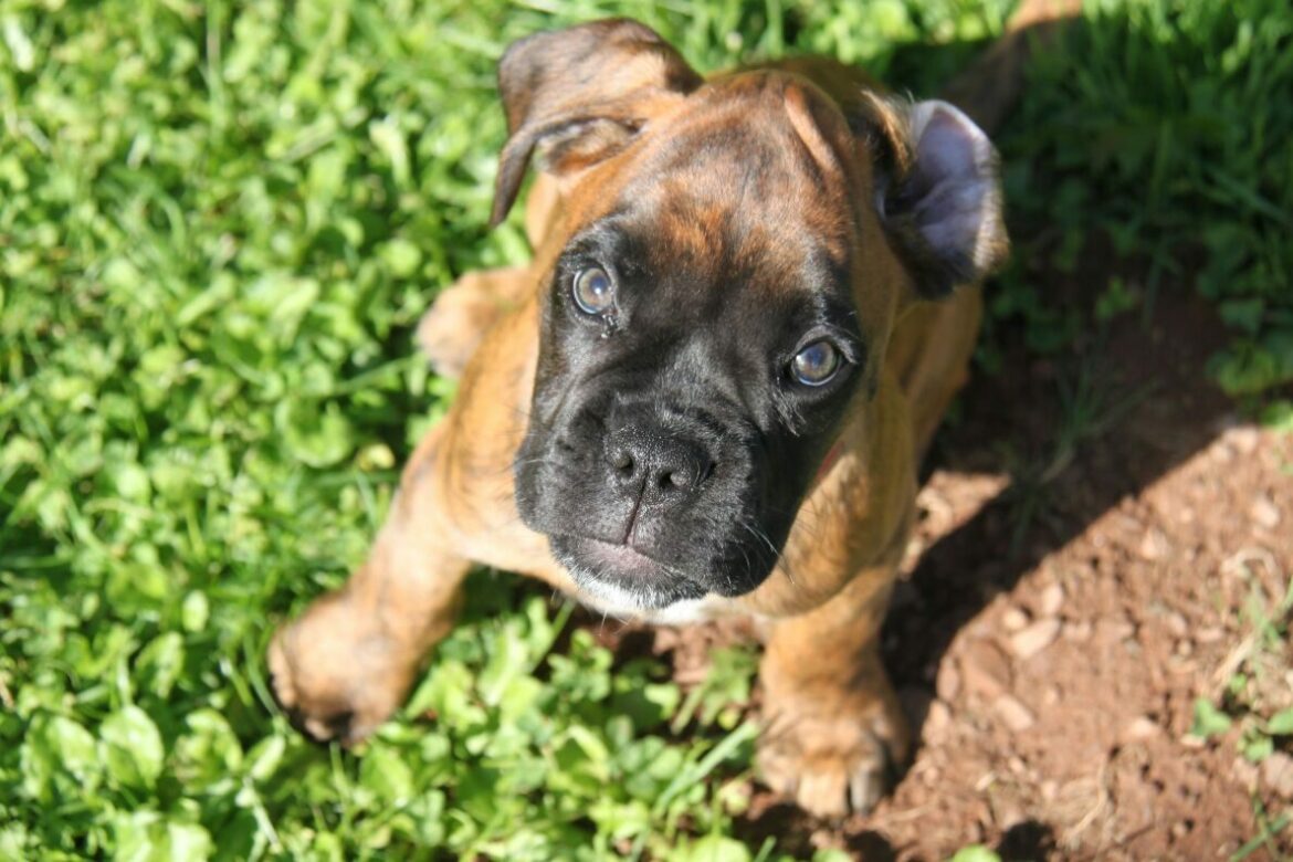 Boxer - Steckbrief, Charakter, Wesen und Haltung