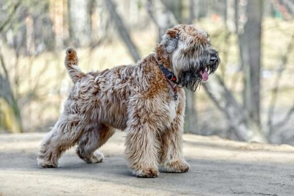 Irish Soft Coated Wheaten Terrier - Steckbrief, Charakter, Wesen und Haltung