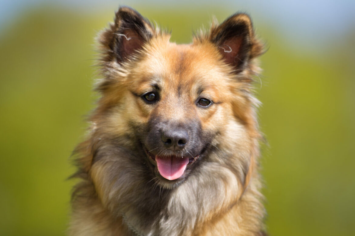 Islandhund - Steckbrief, Charakter, Wesen und Haltung