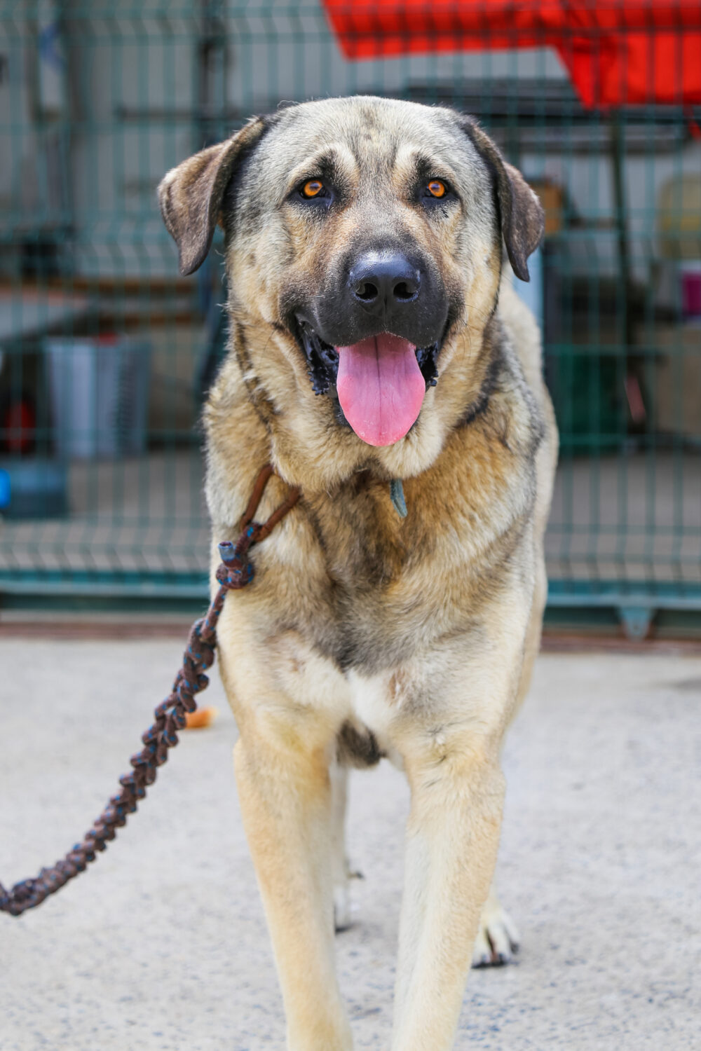 Kangal - Steckbrief, Charakter, Wesen und Haltung