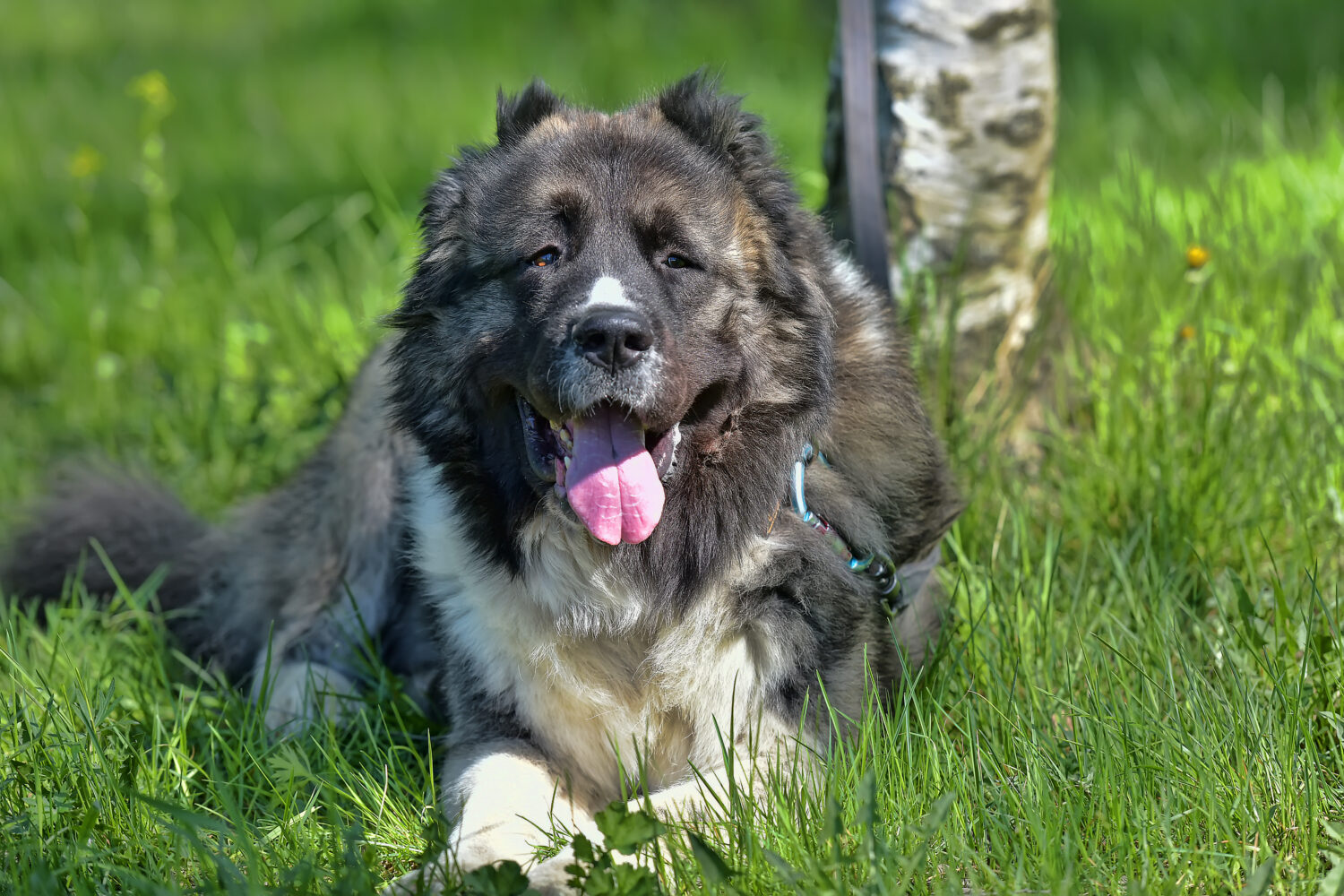 Kaukasischer Owtscharka - Steckbrief, Charakter, Wesen und Haltung