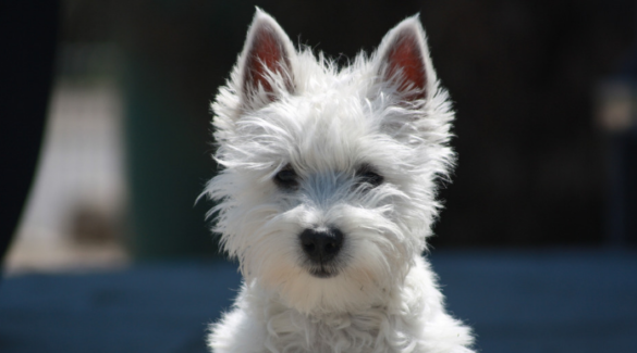 Kleine Hunderassen von A - Z | Rasseübersicht - edogs