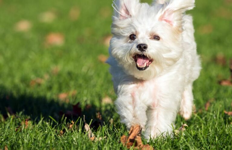 Kosten für einen Dackel I edogs Magazin