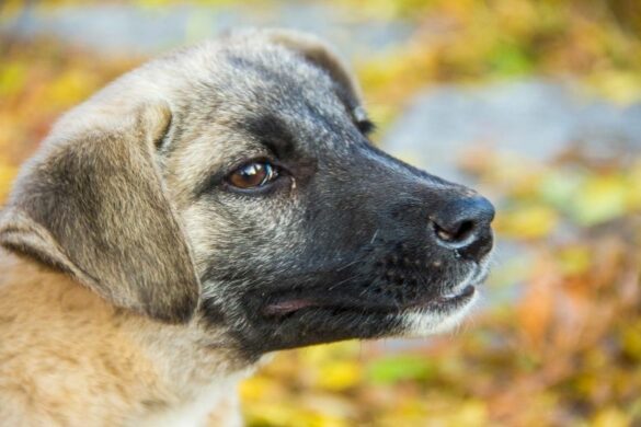 Hund barfen: wie funktioniert das richtig? | edogs Magazin