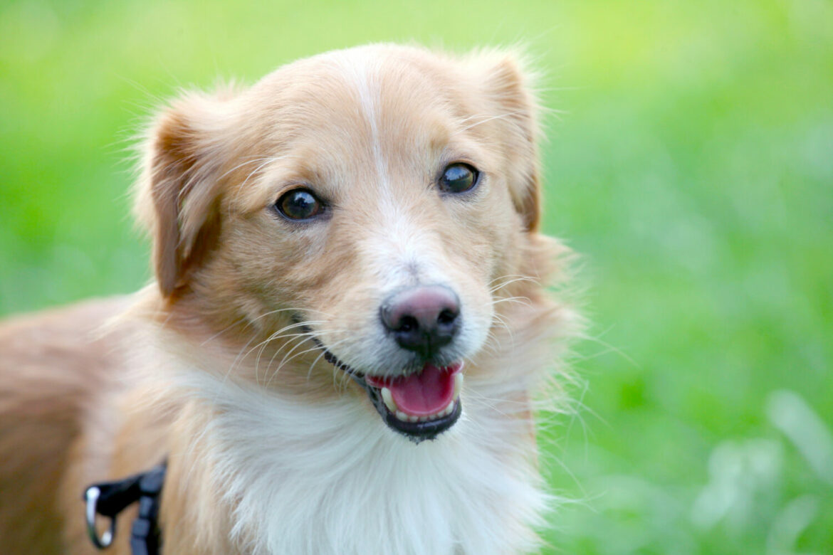 Kokoni 🐶 Steckbrief, Charakter, Wesen und Haltung - edogs