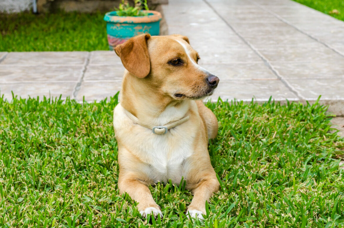 Kokoni 🐶 Steckbrief, Charakter, Wesen und Haltung - edogs