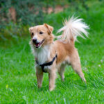 Toypudel 🐶 Steckbrief, Charakter, Wesen und Haltung - edogs